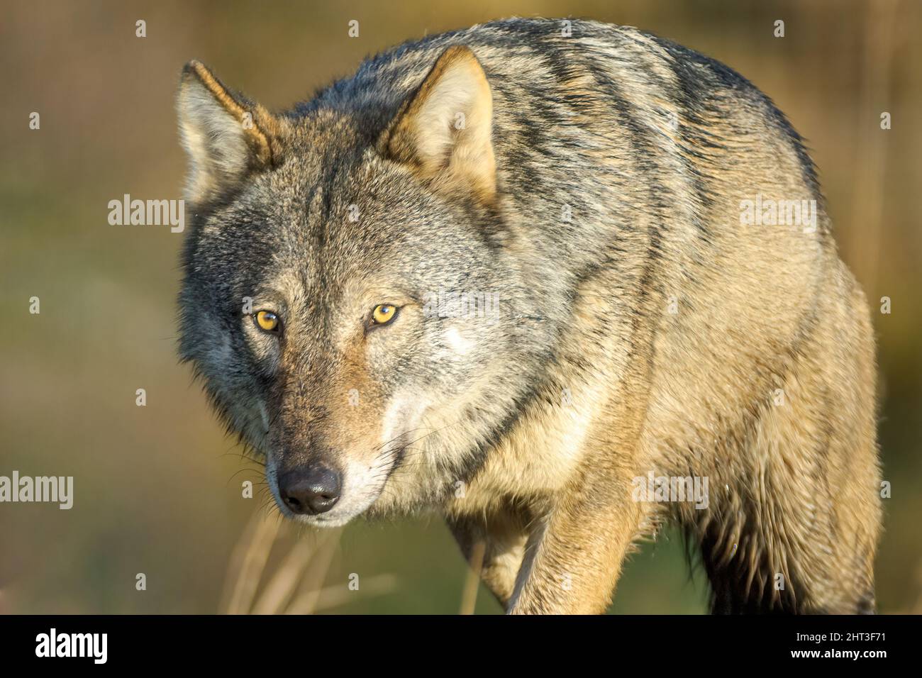 Wolf portrait in Highland Wildlife Park, Scotland Stock Photo - Alamy