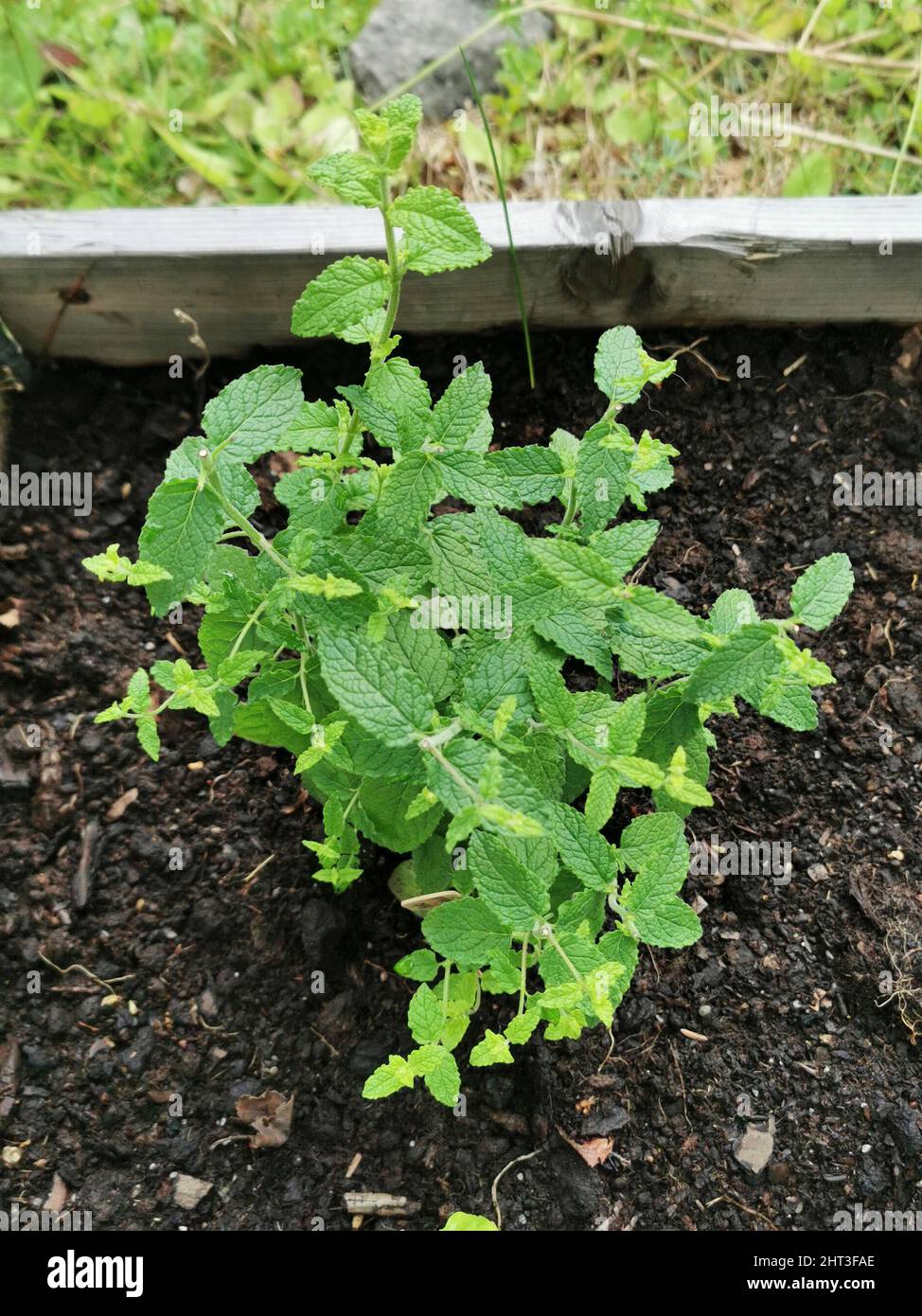 Mynta hi-res stock photography and images - Alamy