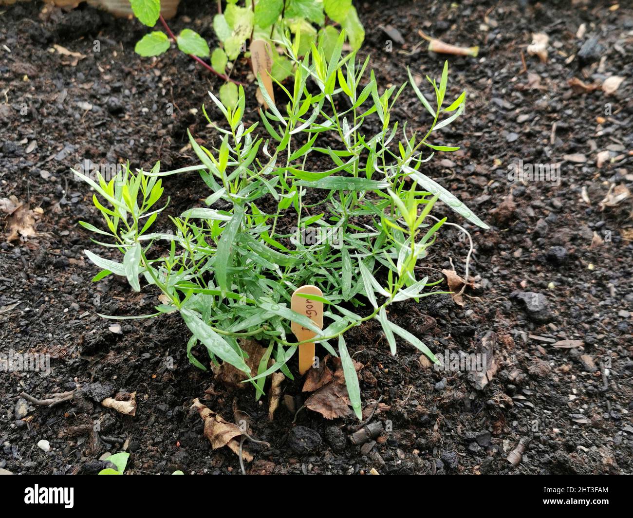 Tarragon plant hi-res stock photography and images - Alamy