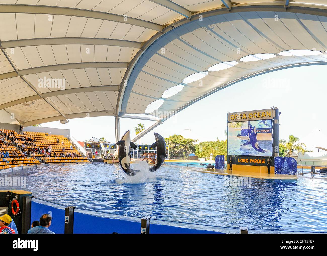 Orca show in Tenerife 27 December 2019 Loro Parque Stock Photo - Alamy