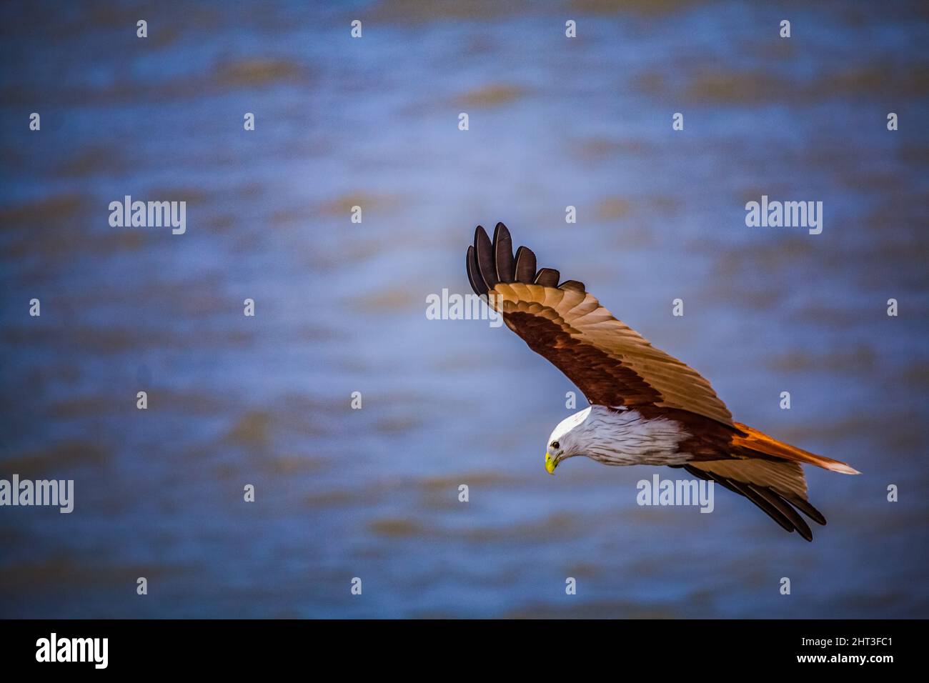 Bald eagle flying over the sea Stock Photo - Alamy