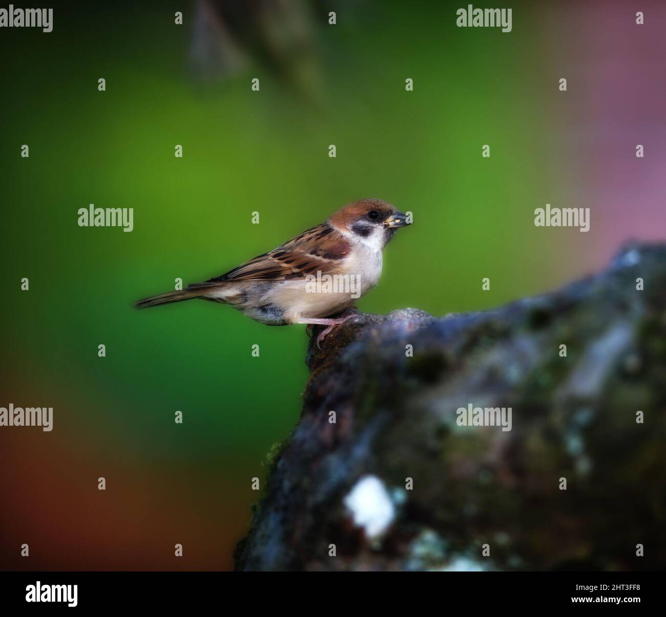 Real sparrow hi-res stock photography and images - Alamy