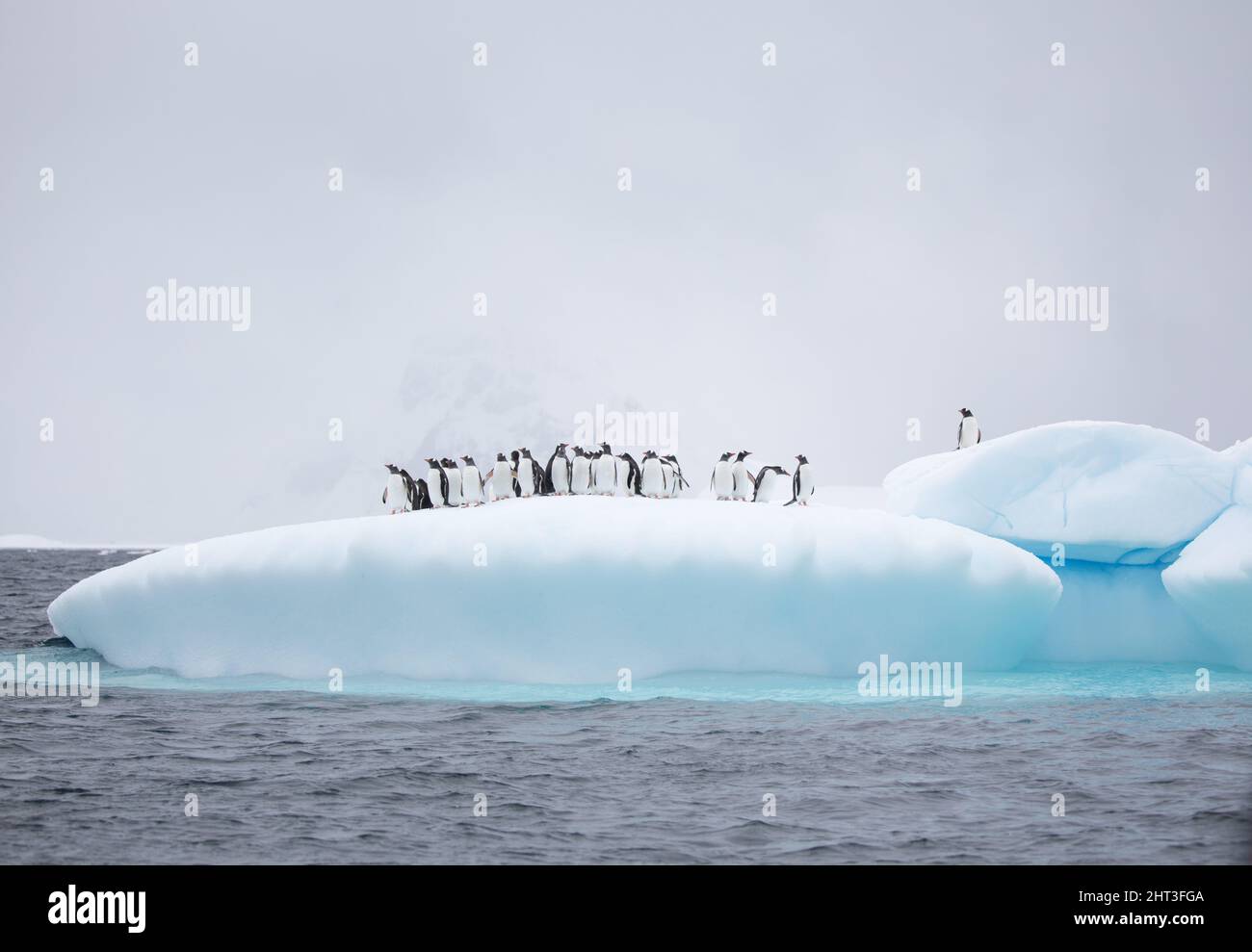 Penguins top view hi-res stock photography and images - Alamy