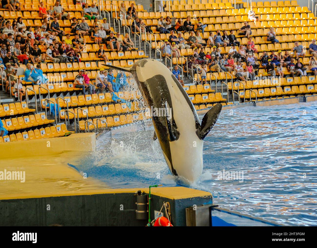 Orca show in Tenerife 27 December 2019 Loro Parque Stock Photo - Alamy
