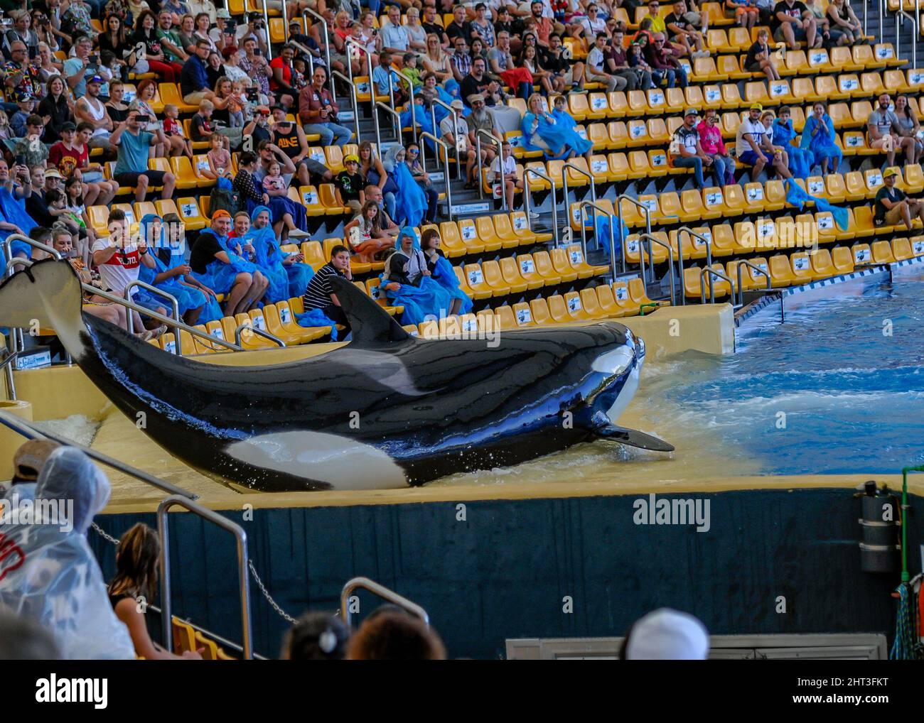 Orca show in Tenerife 27 December 2019 Loro Parque Stock Photo - Alamy