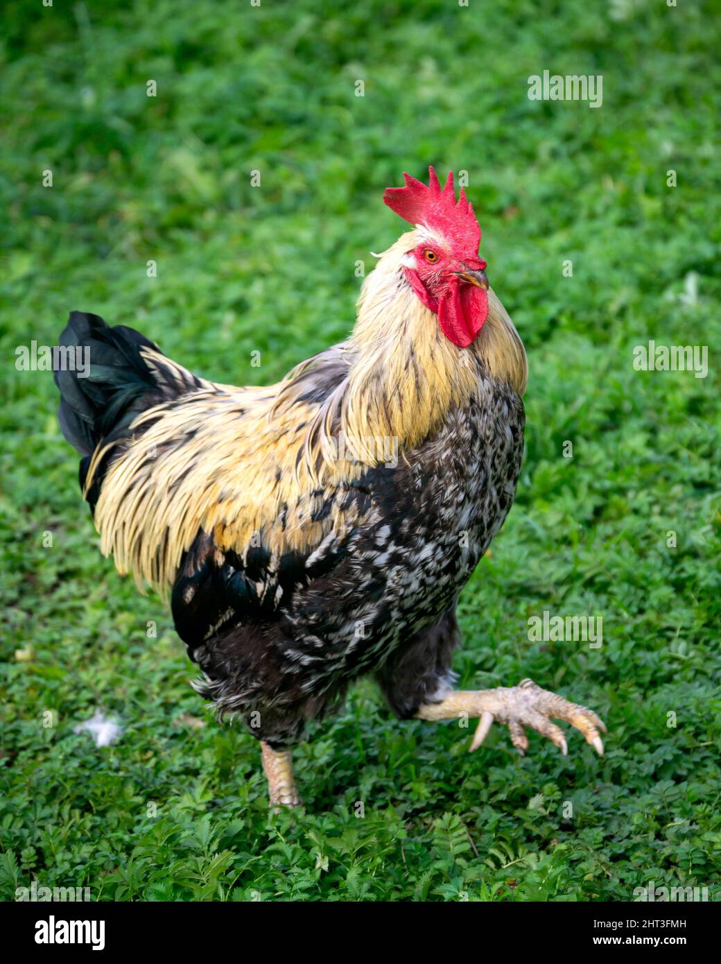 Mottled rooster hi-res stock photography and images - Alamy