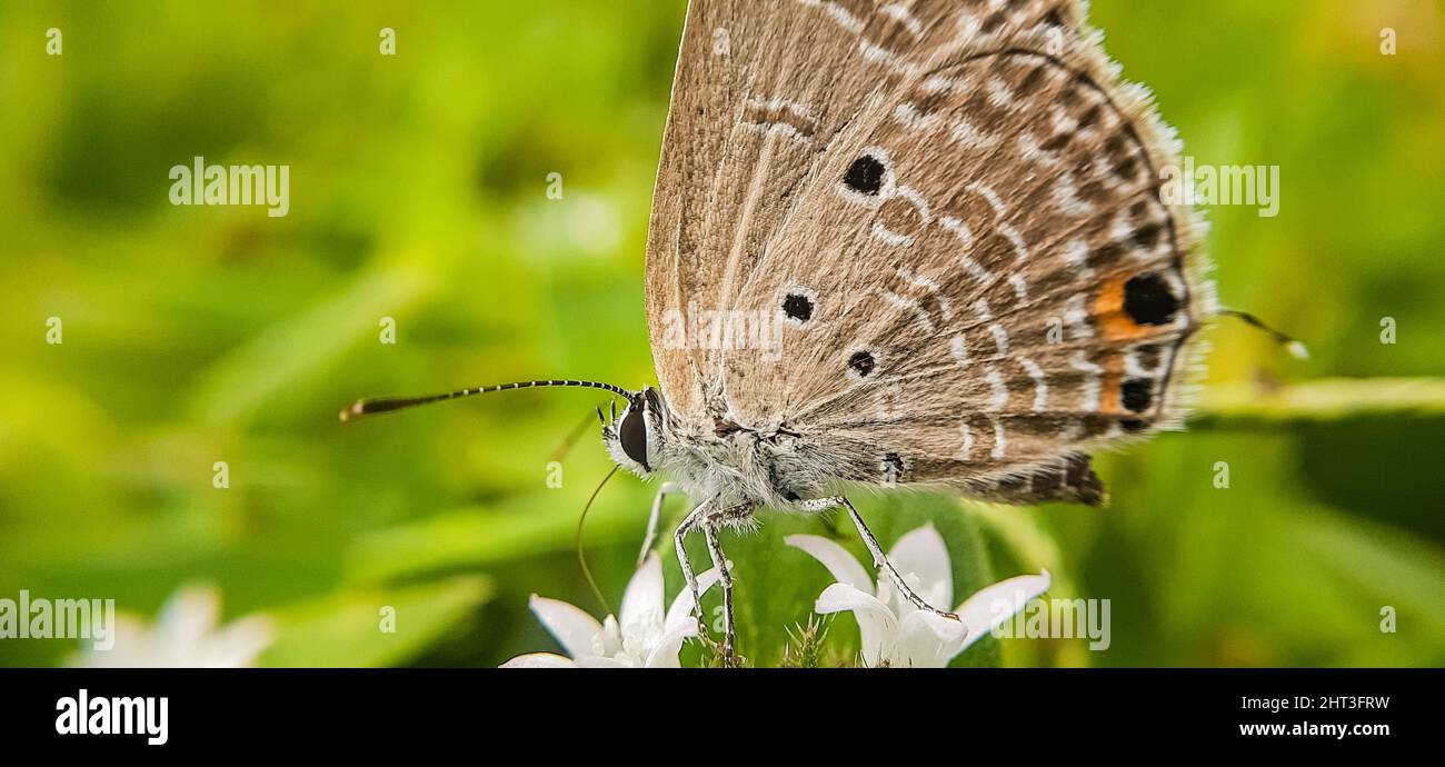 Macro shot of a tiny grass blue (Zizula hylax) butterfly on white ...