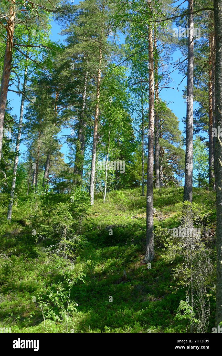 Berry forest hi-res stock photography and images - Alamy