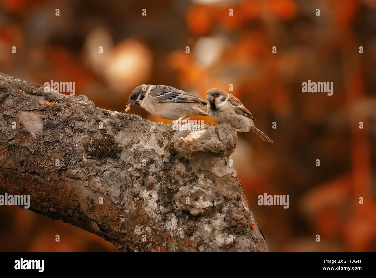 Sparrows environment hi-res stock photography and images - Alamy