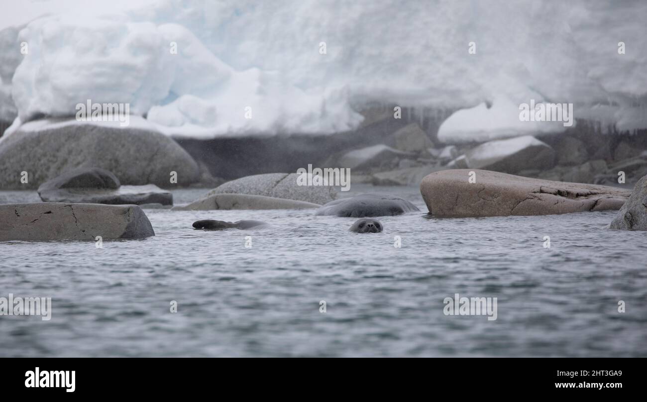 Natural view of leopard seal on cold sea in Antarctica Stock Photo - Alamy