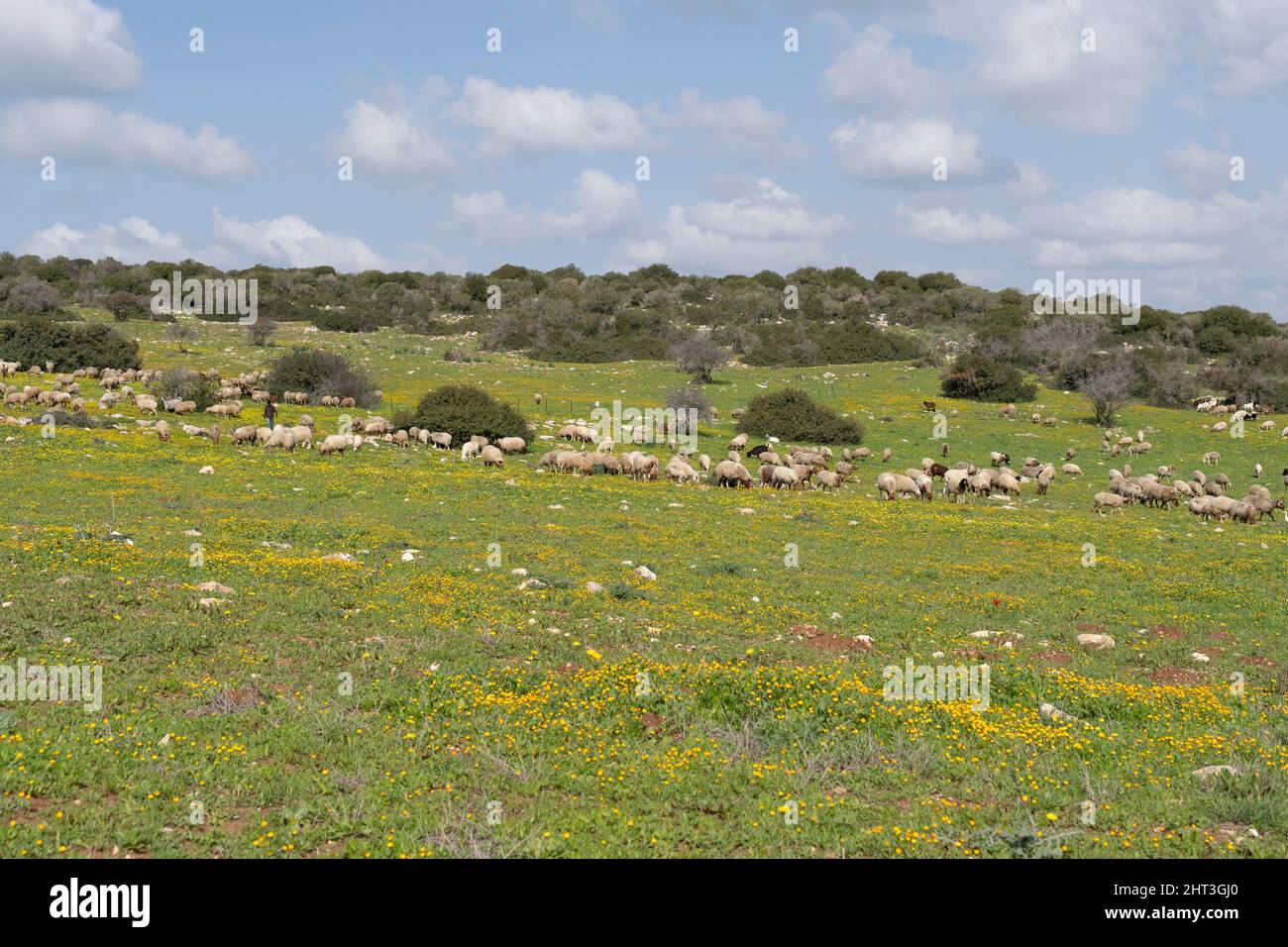 Biblical landscape in the Land of Israel Green nature, yellow and ...