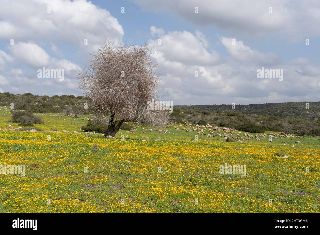 Biblical landscape in the Land of Israel Green nature, yellow and ...