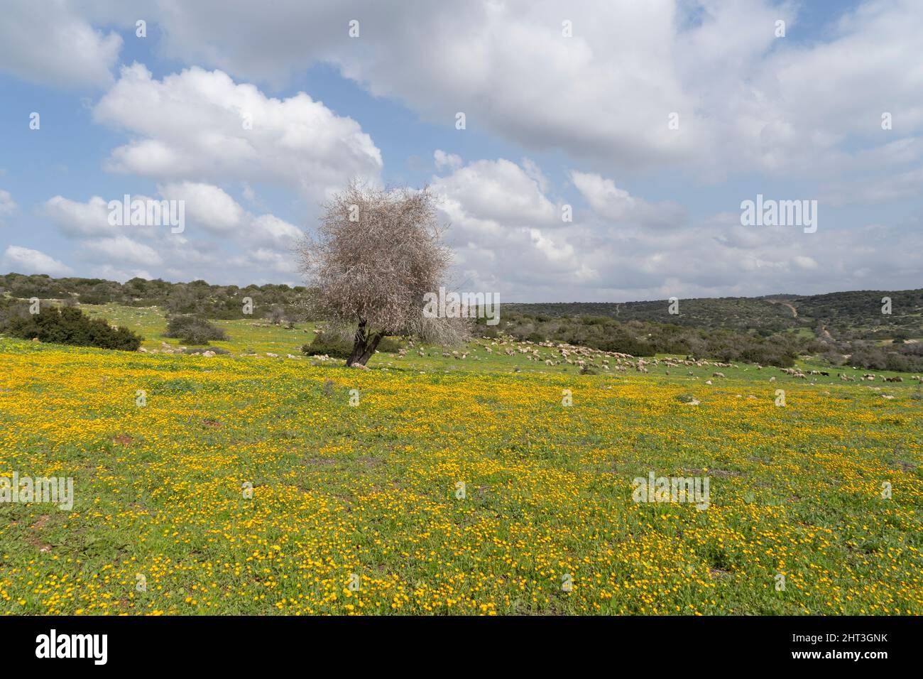 Biblical landscape in the Land of Israel Green nature, yellow and ...