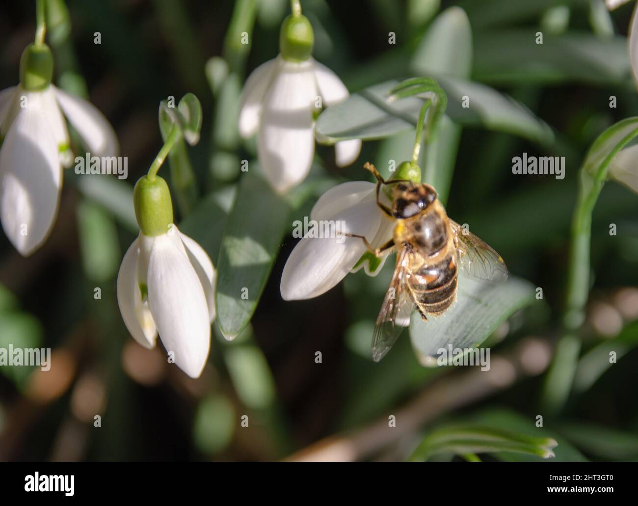 The snowdrops (Galanthus) form a genus of plants within the Amaryllis ...