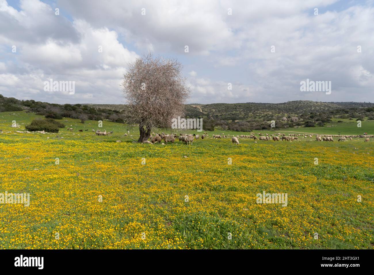 Biblical landscape in the Land of Israel Green nature, yellow and ...