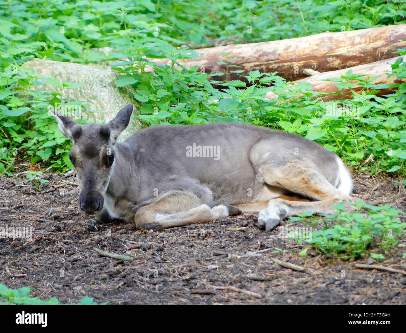 Resting mammals hi-res stock photography and images - Alamy