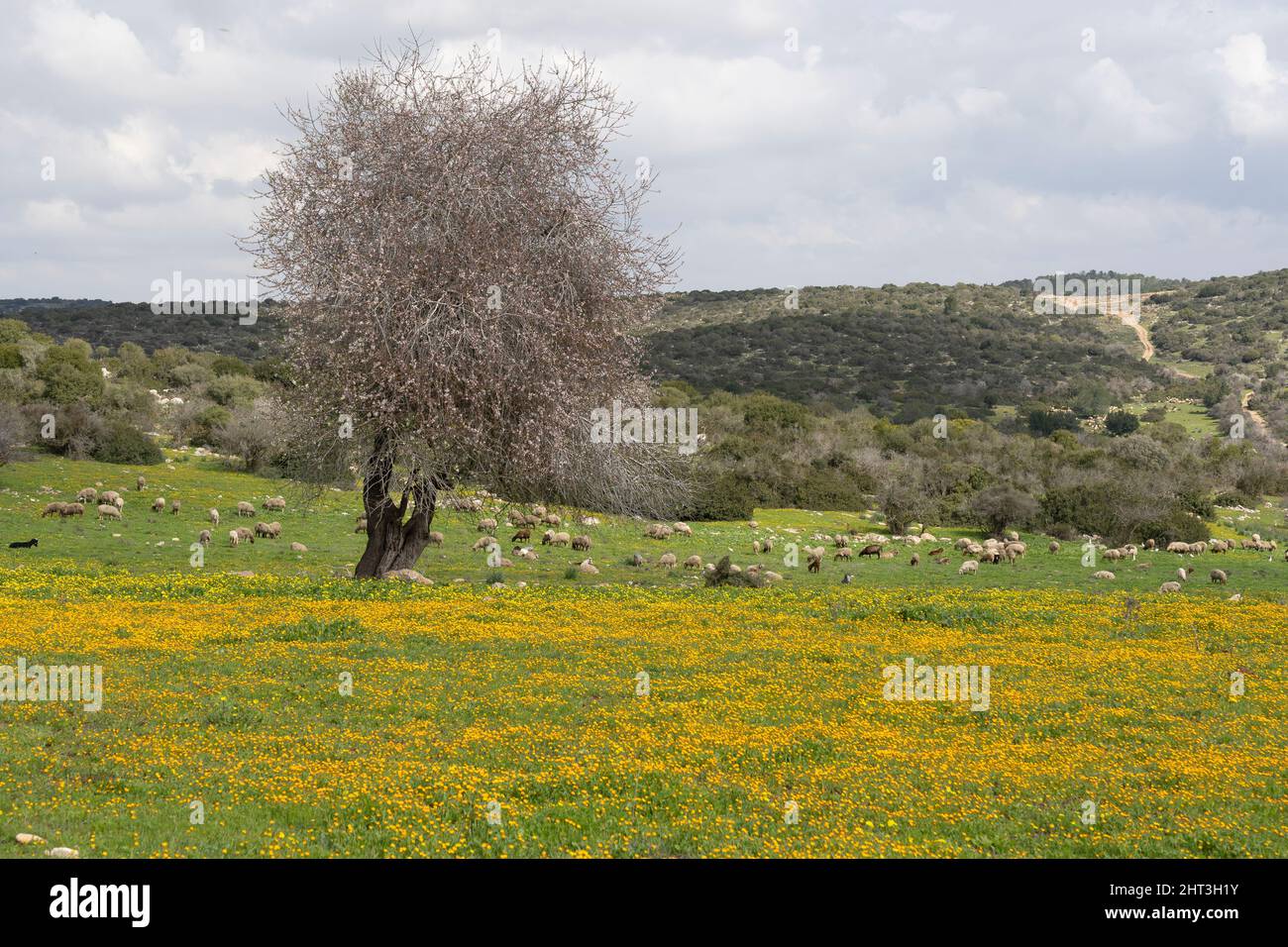Biblical landscape in the Land of Israel Green nature, yellow and ...