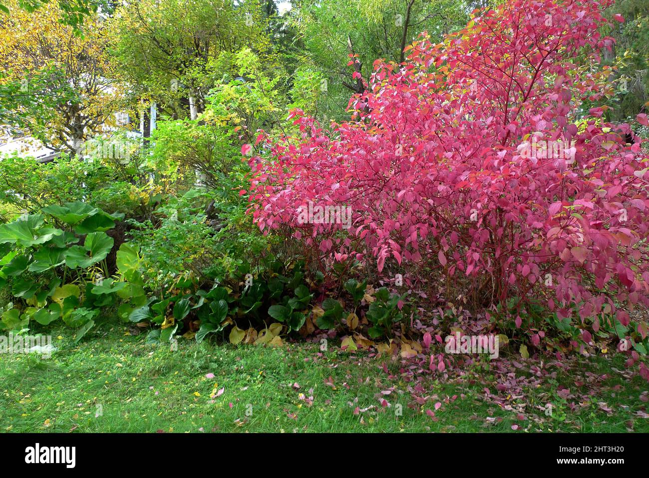 Autumn gardens shrubs hi-res stock photography and images - Alamy