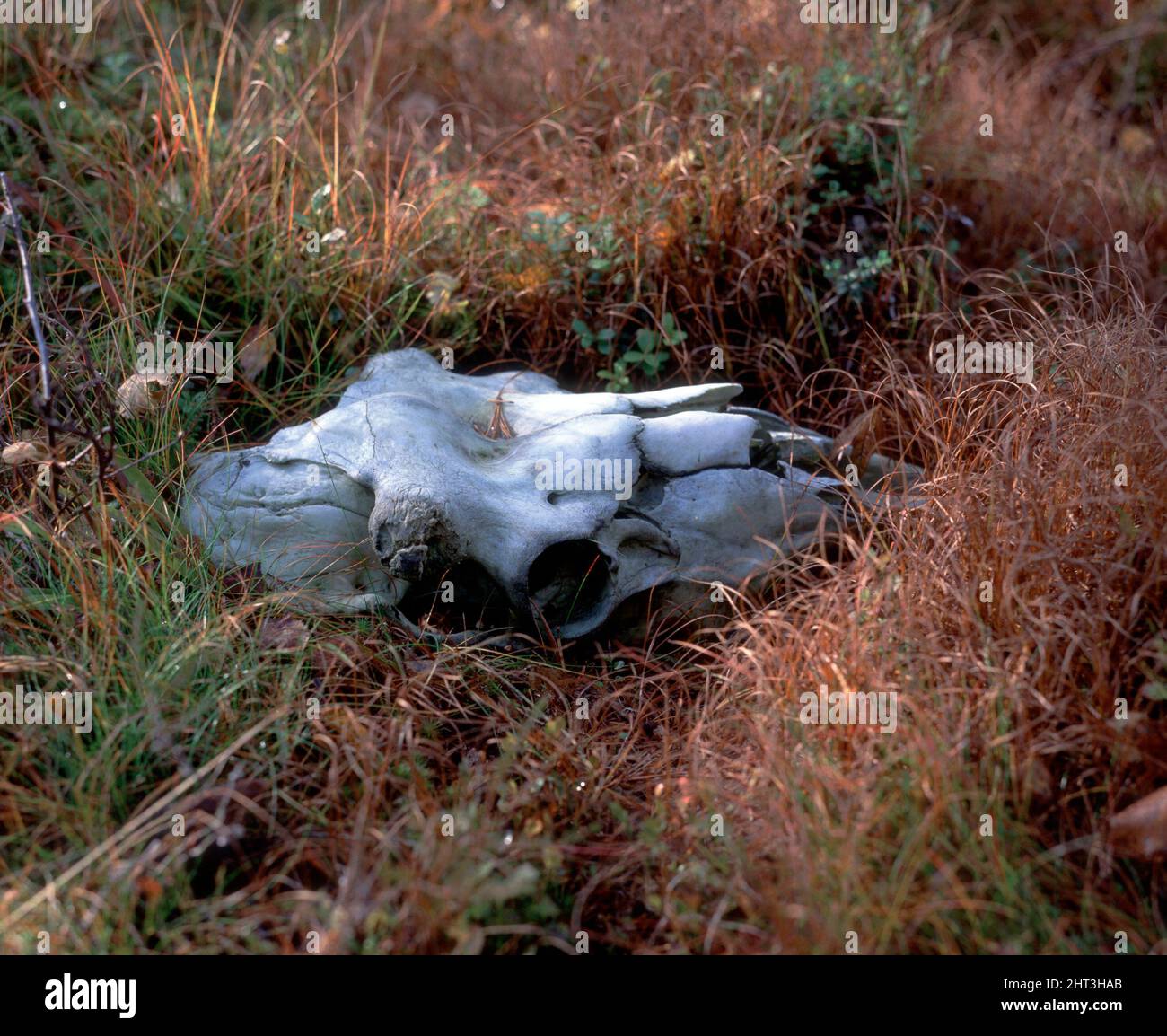 Moose skull hi-res stock photography and images - Alamy