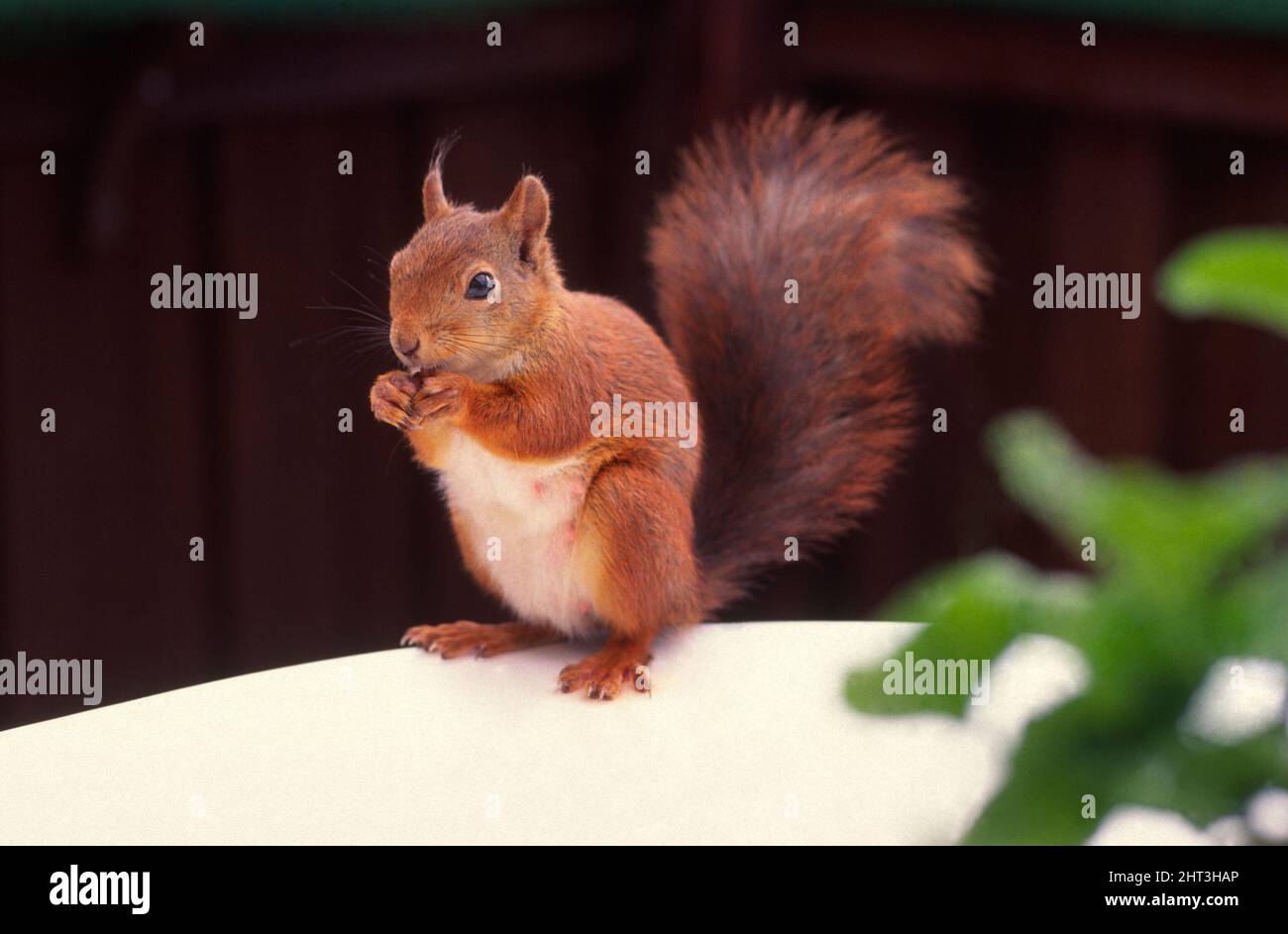 Squirrels mammals rodents hi-res stock photography and images - Alamy