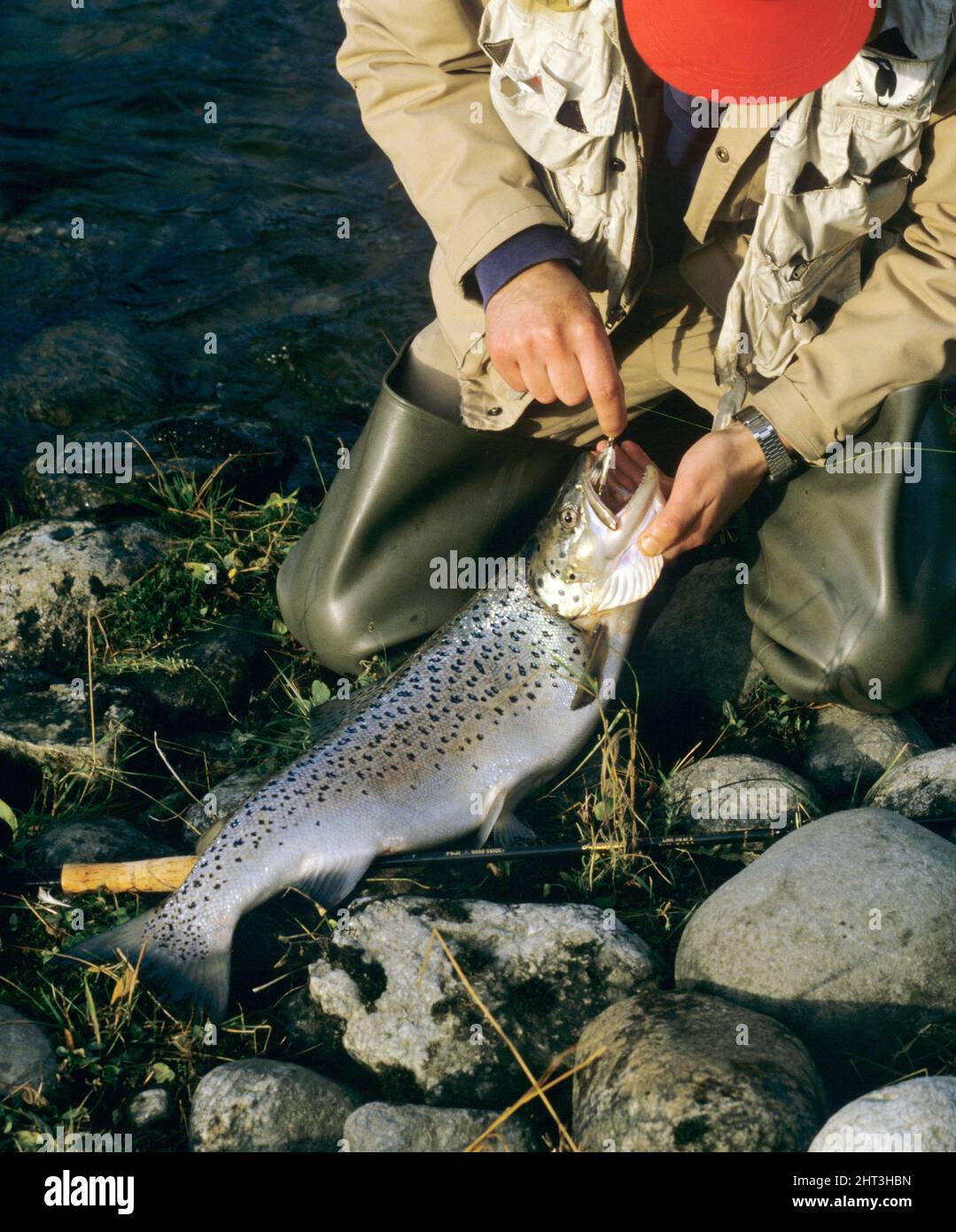 Fly fisherman with big trout catch Stock Photo - Alamy