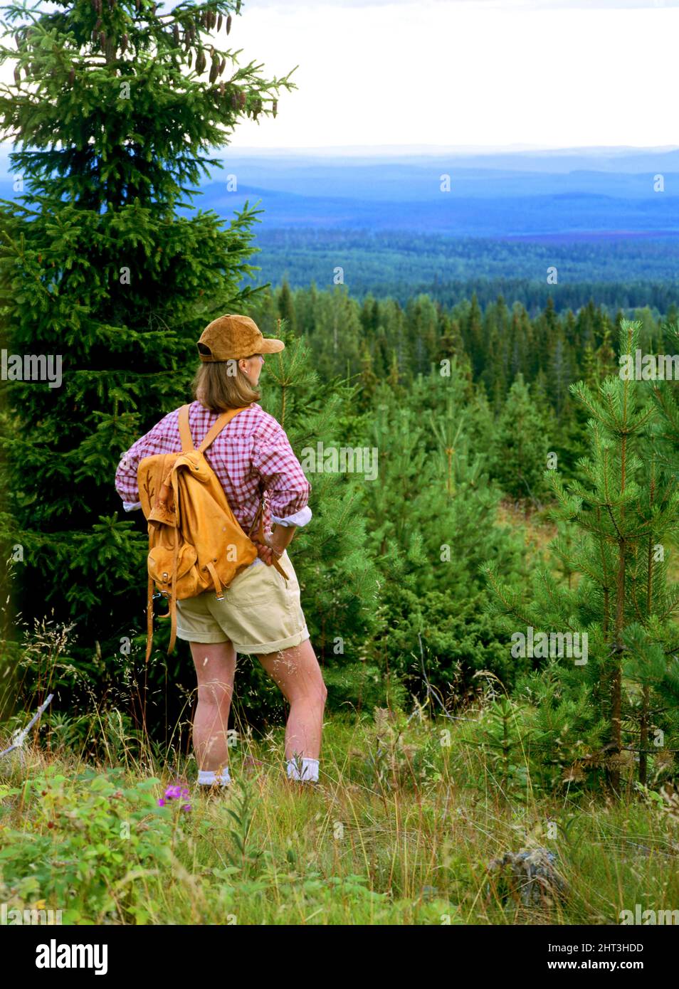 Forest hiker looks out towards the mountains Stock Photo - Alamy