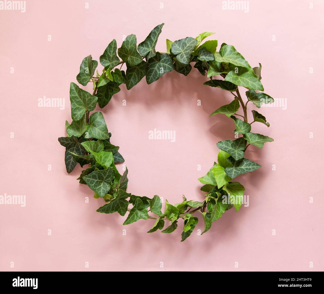 Ivy plant natural circle hi-res stock photography and images - Alamy