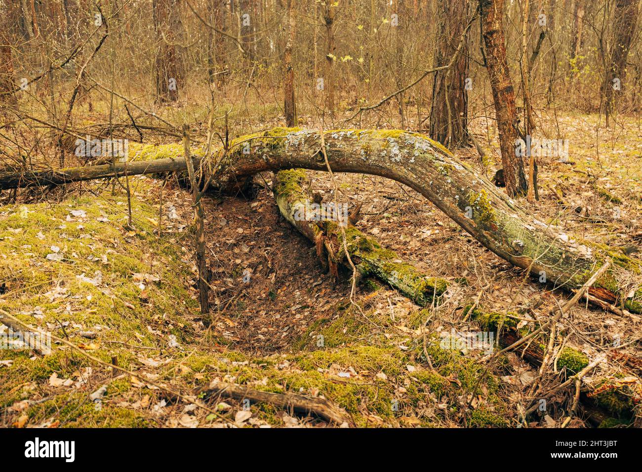 Old Abandoned World War II Trenches In Forest Since Second World War In ...