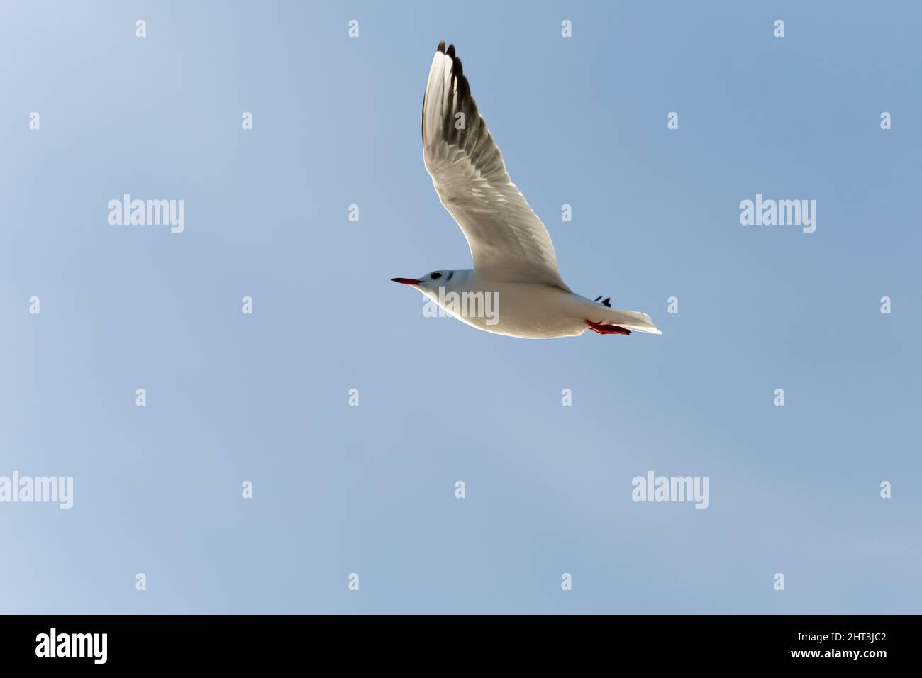 Closeup of a bird flying in the air Stock Photo - Alamy