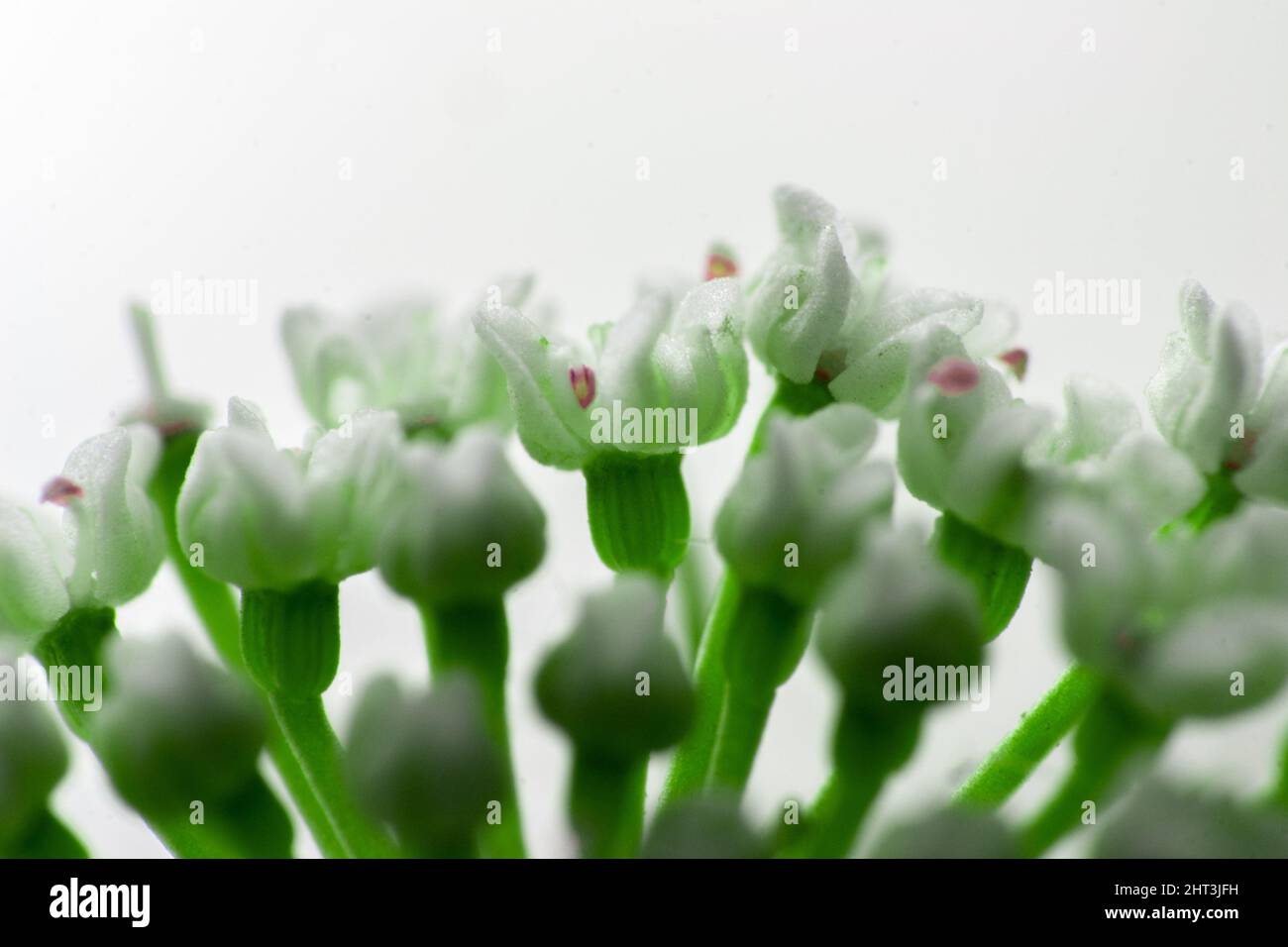Allium neapolitanum flowers hi-res stock photography and images - Alamy