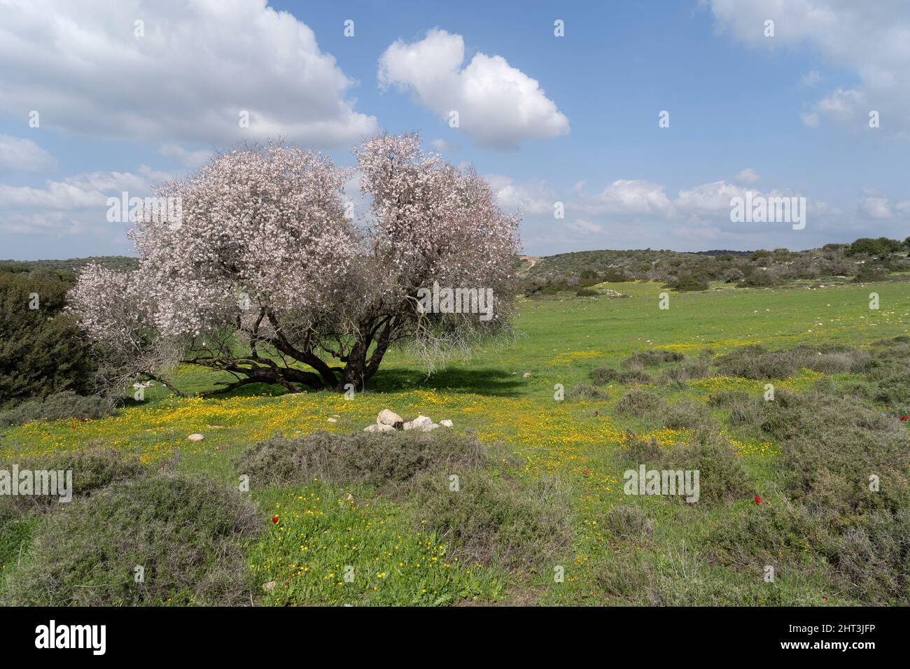 Biblical landscape in the Land of Israel Green nature, yellow and ...