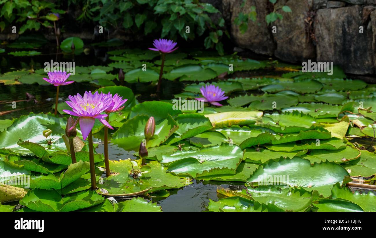 View of beautiful star lotus on a water Stock Photo - Alamy