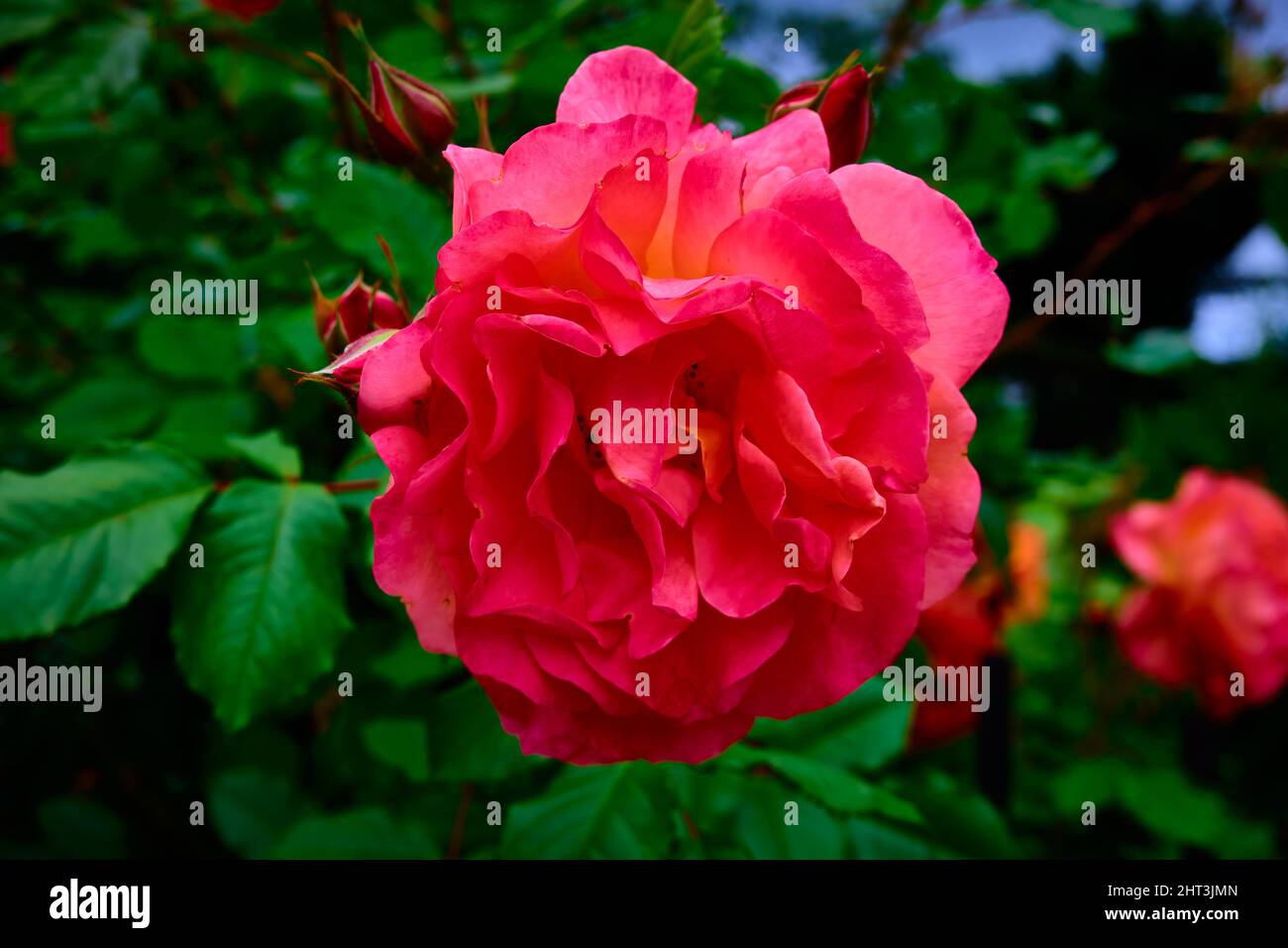 Fluffy pink rose hi-res stock photography and images - Alamy