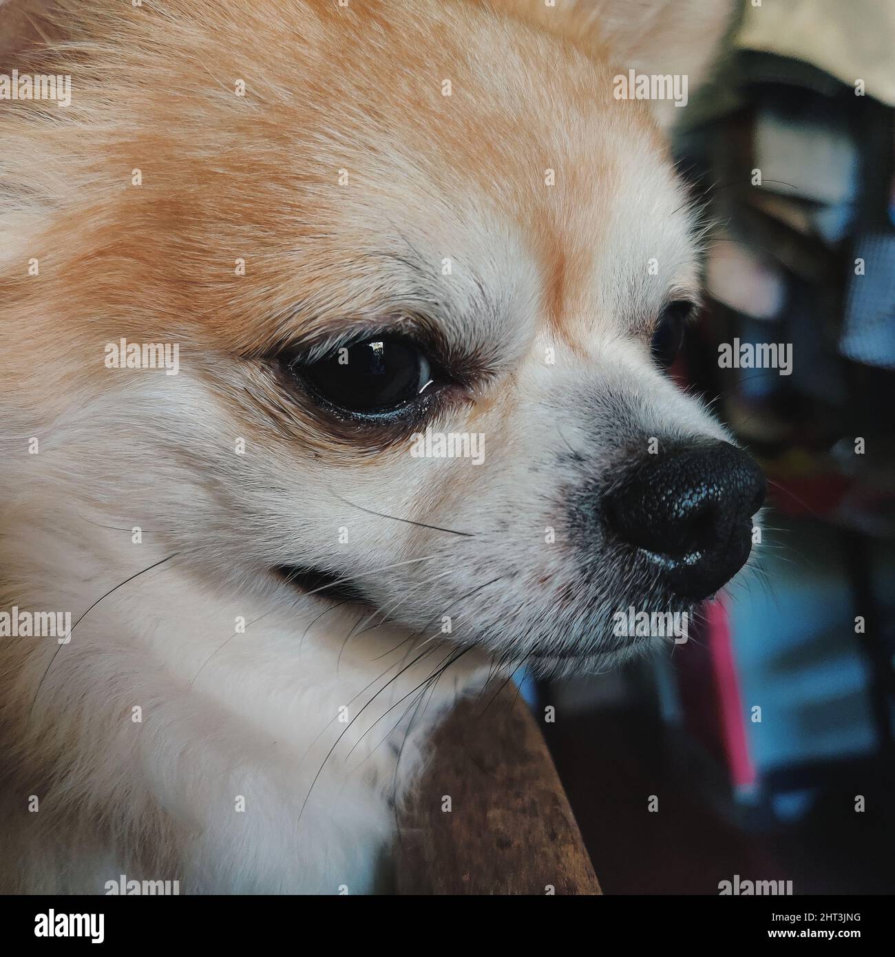 Closeup of a cute Long Chihuahua with sad eyes Stock Photo - Alamy