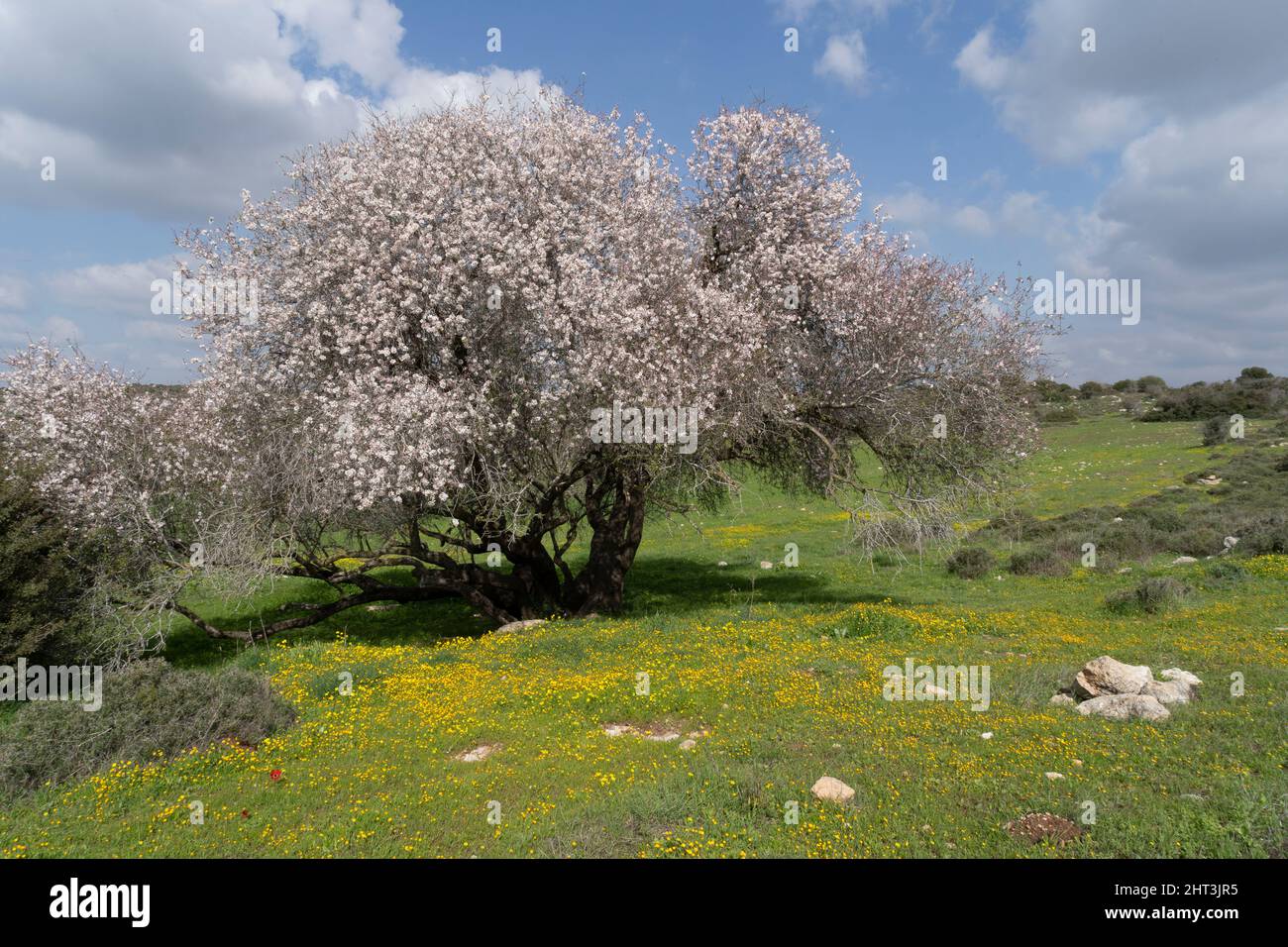 Biblical landscape in the Land of Israel Green nature, yellow and ...