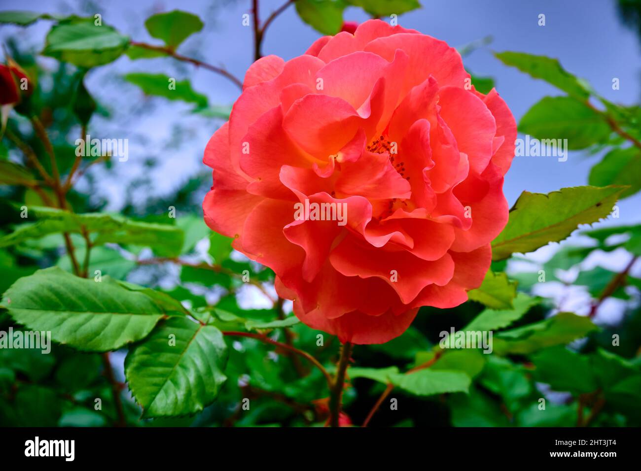 Beautiful coral color rose blooming in a garden Stock Photo - Alamy
