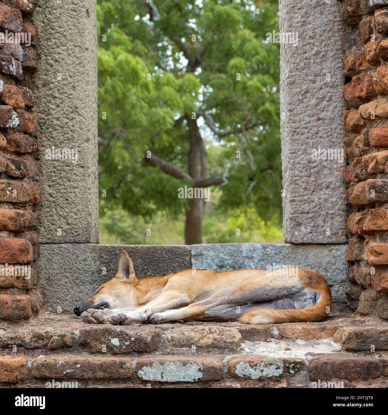 Closeup of a dog sleeping on a stone Stock Photo - Alamy