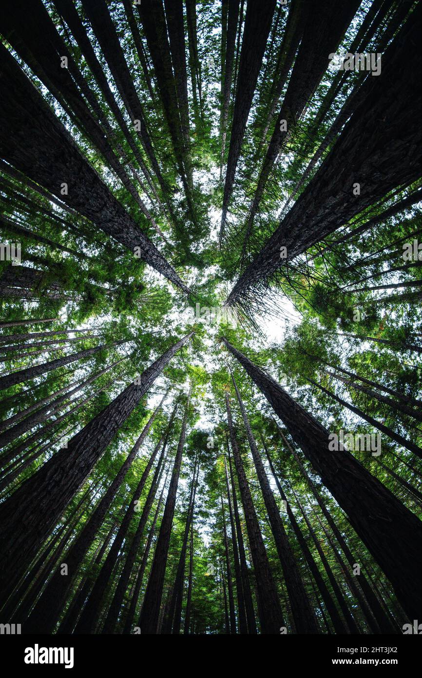 Low angle vertical shot of a mystical dense pine forest - perfect for ...
