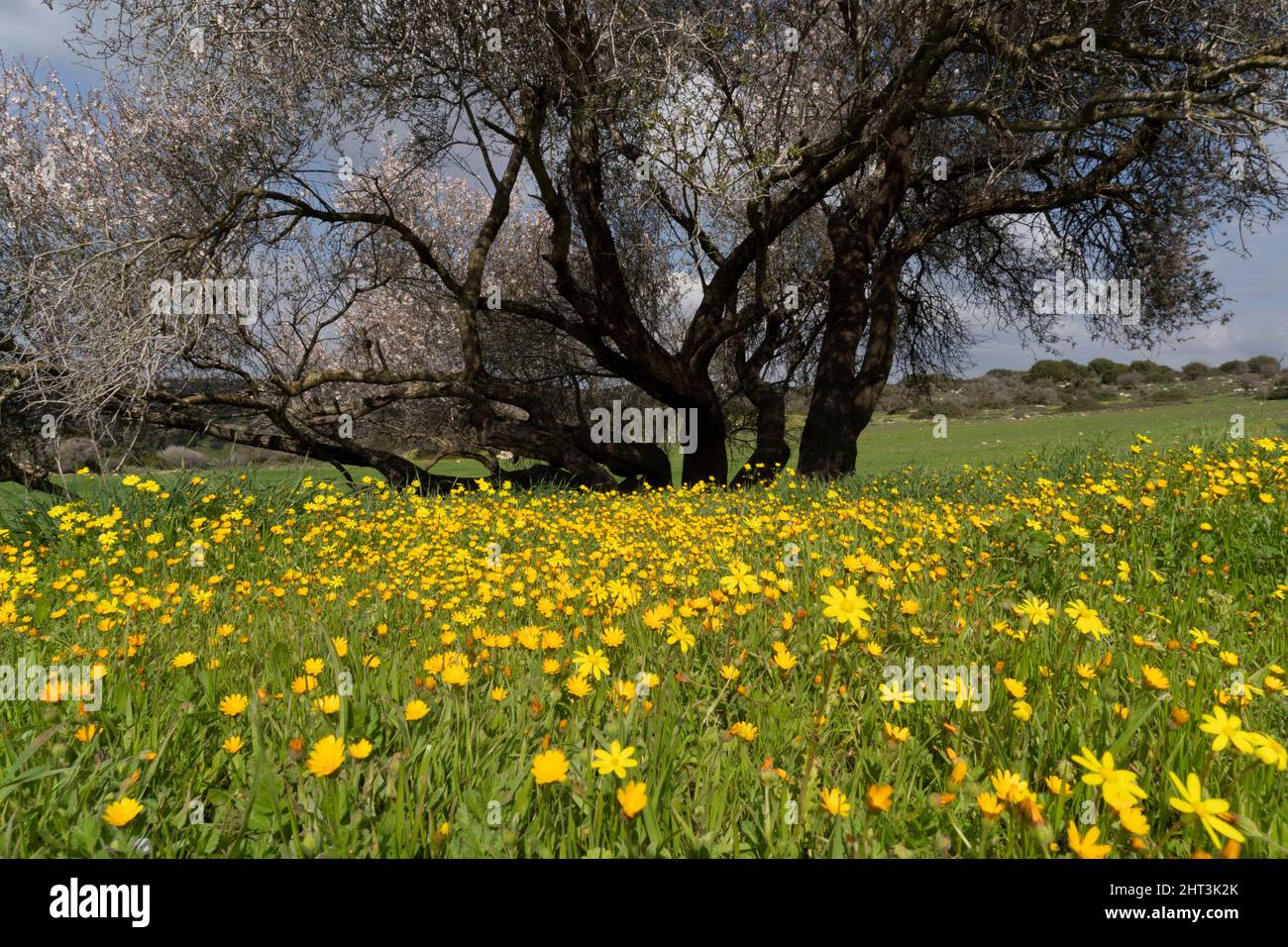 Biblical landscape in the Land of Israel Green nature, yellow and ...