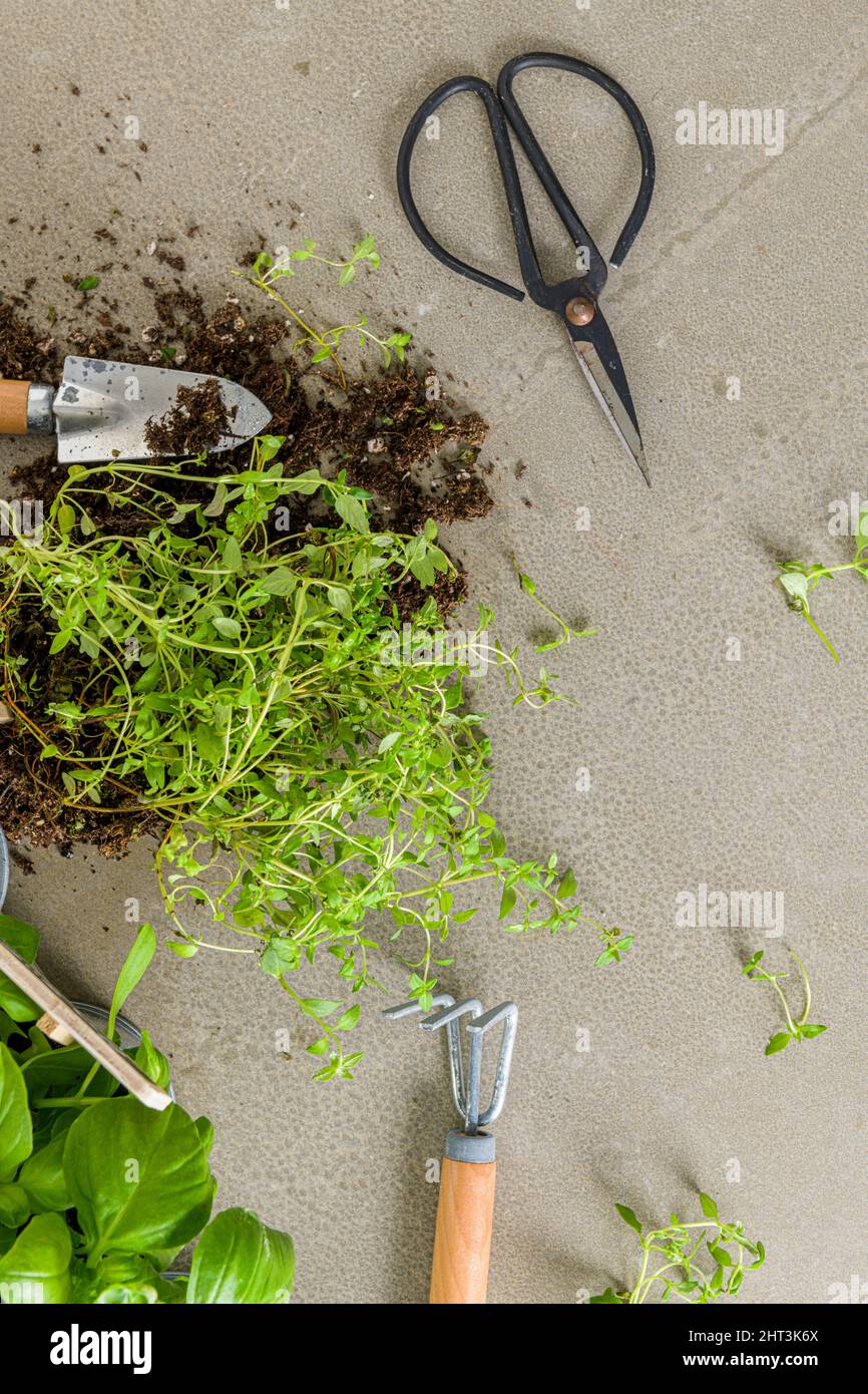 Home gardening. Thyme and basil bush in pots, and gardening tools on ...
