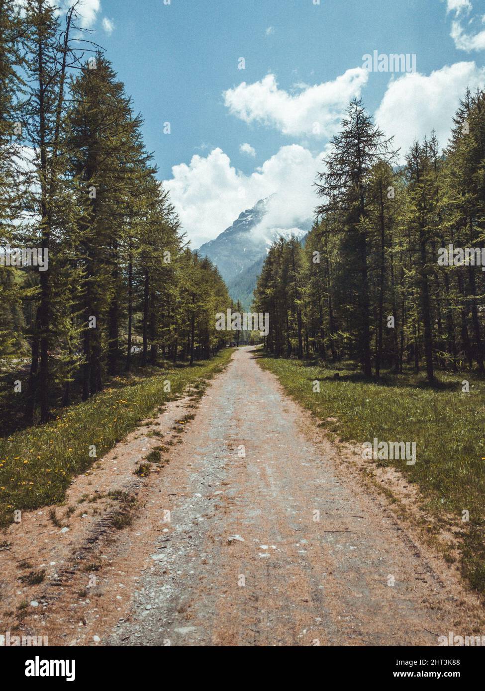 Narrow pathway passing through the rows of beautiful green trees with ...