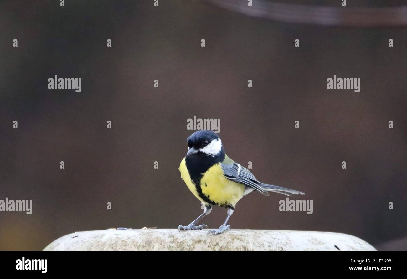 Closeup of a small bird sitting a stone Stock Photo - Alamy