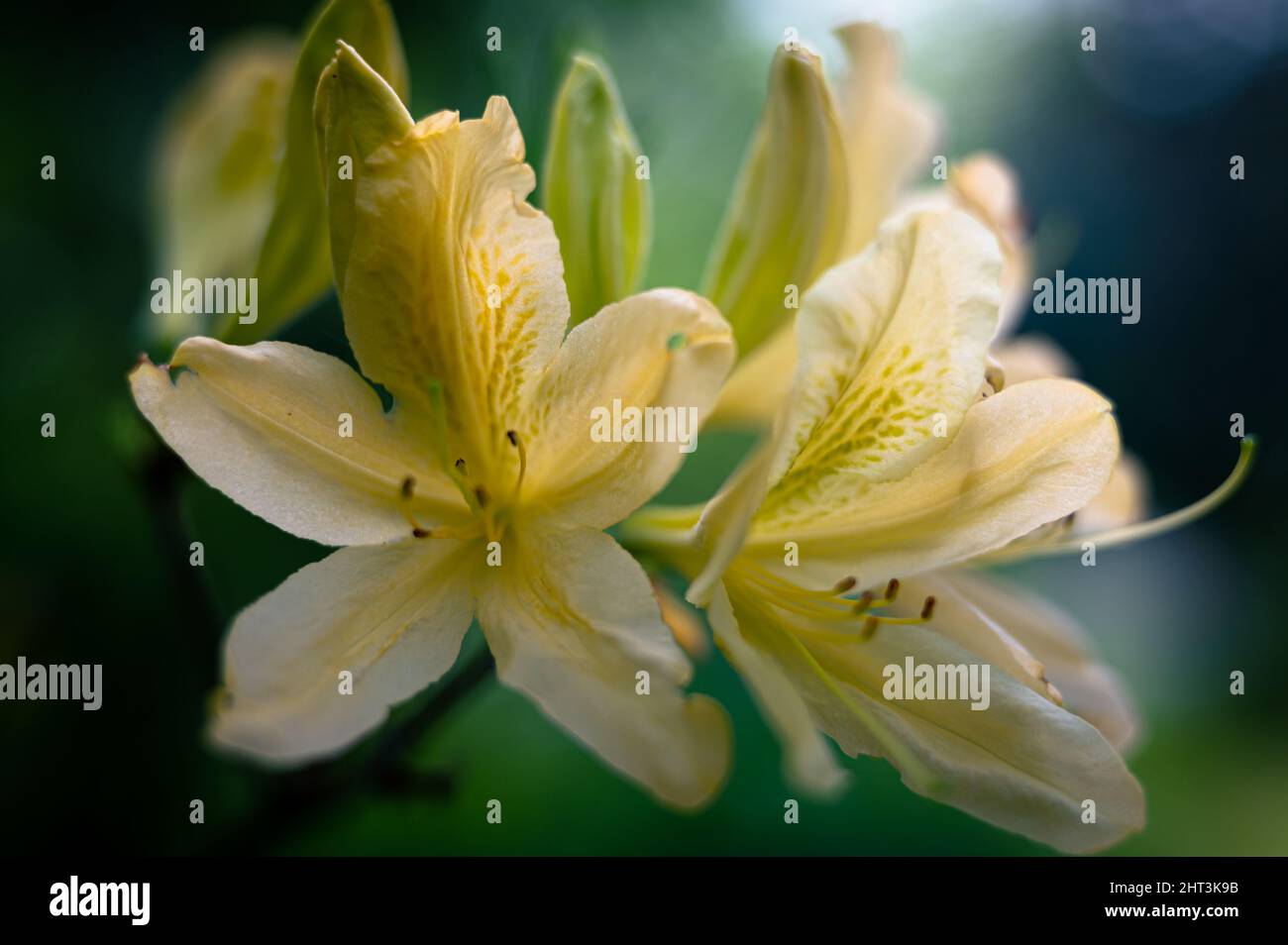 Closeup shot of yellow rhododendron flowers Stock Photo - Alamy