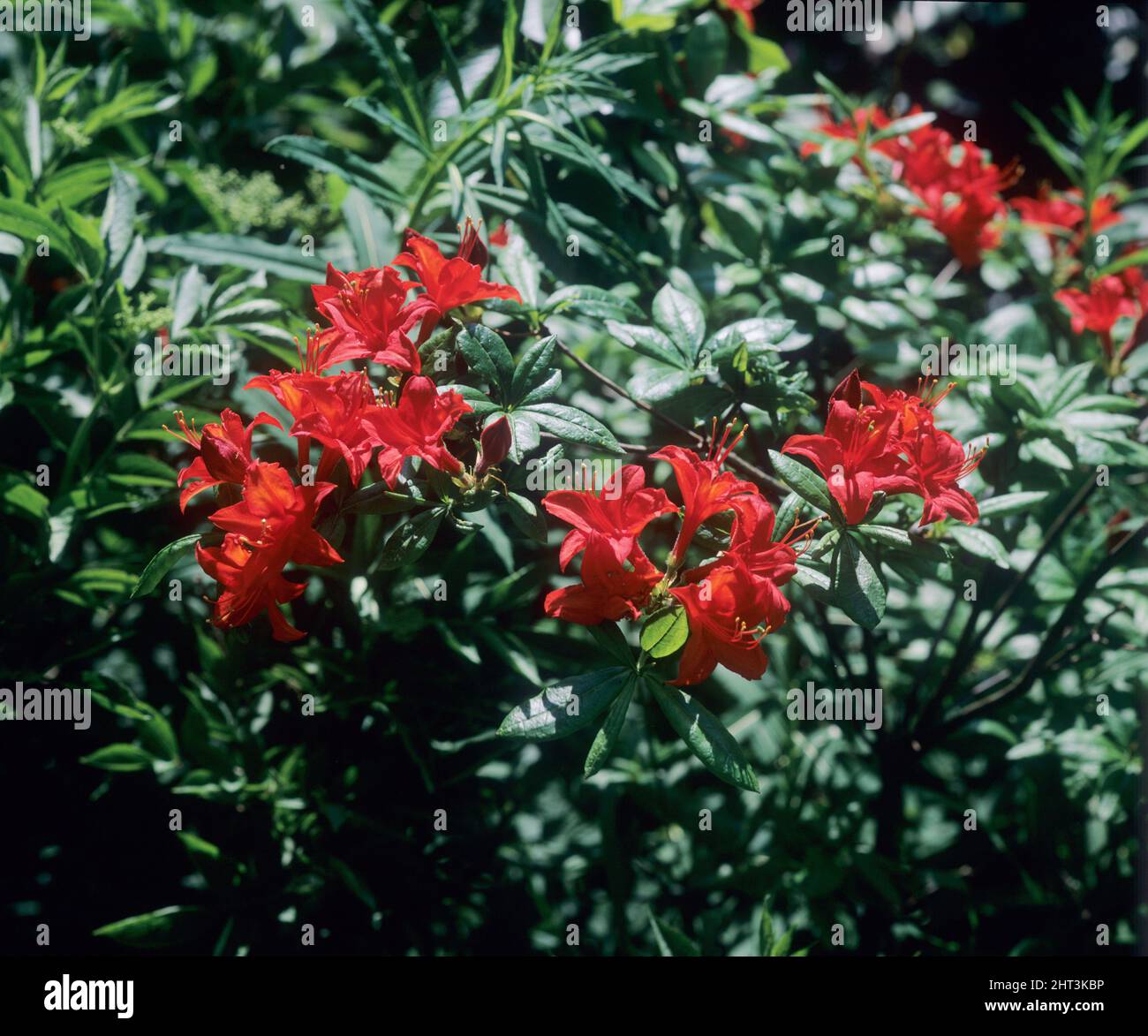 Red azalea shrubs hi-res stock photography and images - Alamy