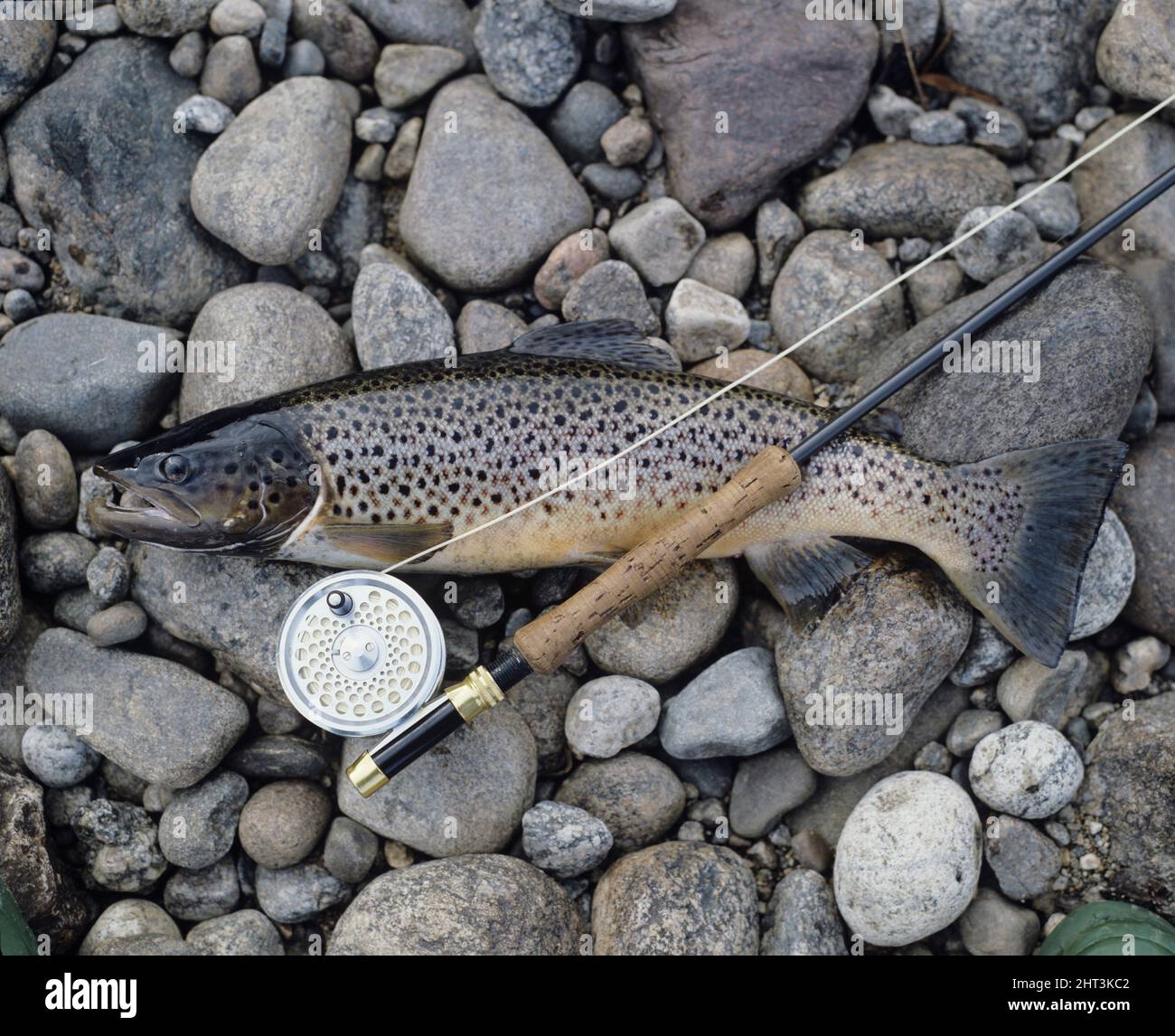 Trout caught on a fly Stock Photo - Alamy