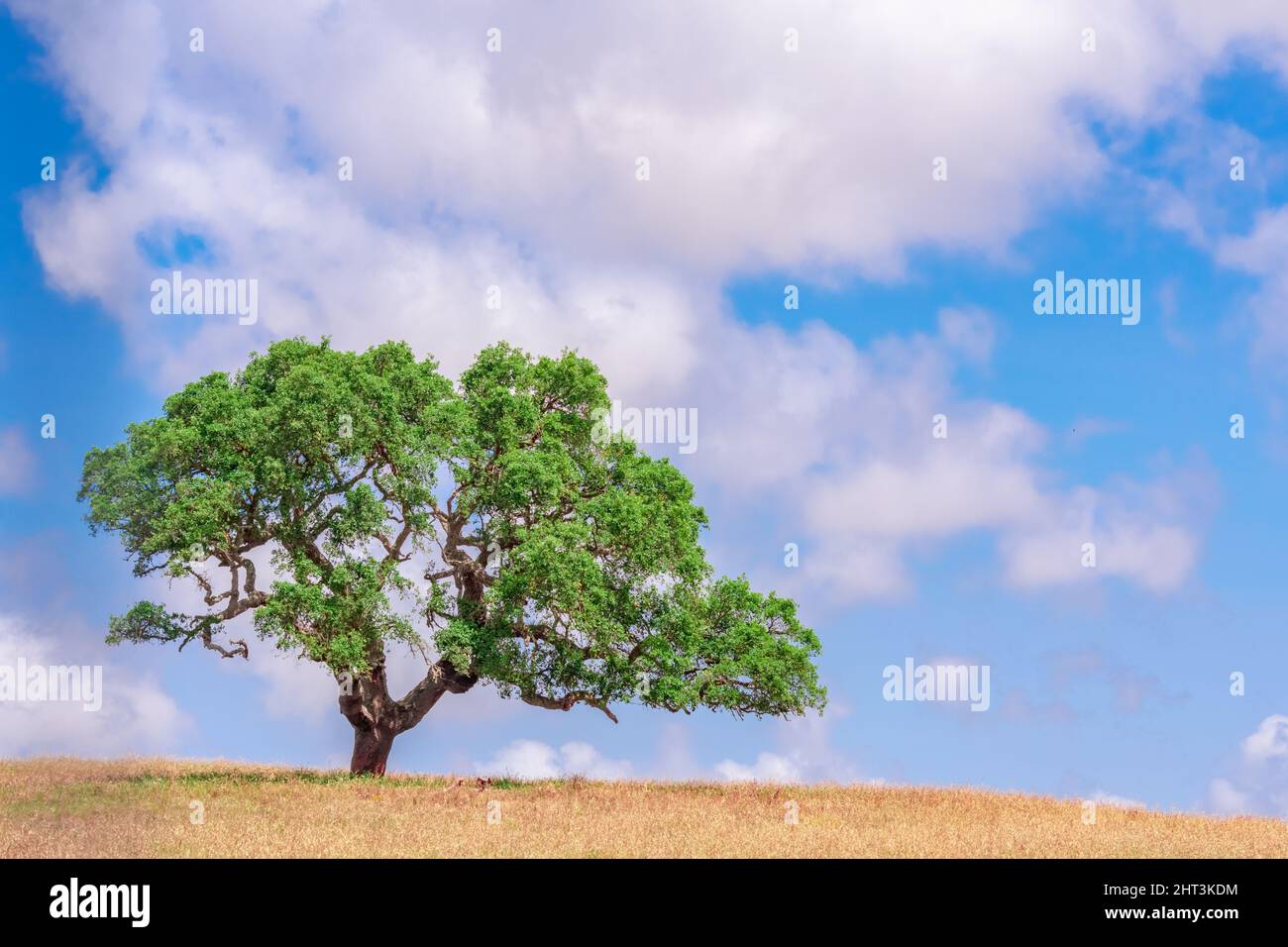 Scenic view of a lush lonely tree amongst the desert in the cloudy sky ...