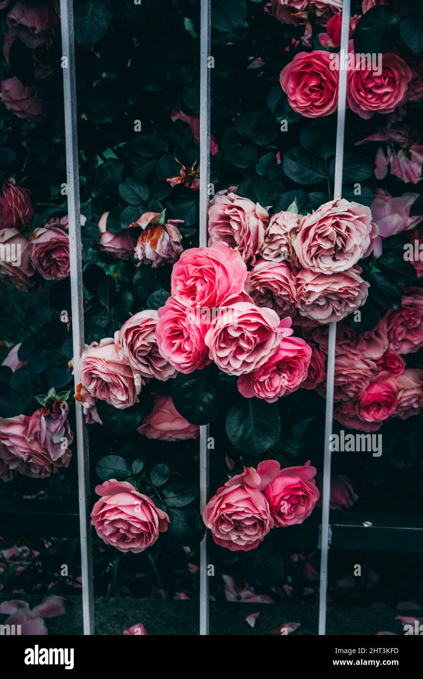 Beautiful pink roses growing in the garden through the metal vertical ...