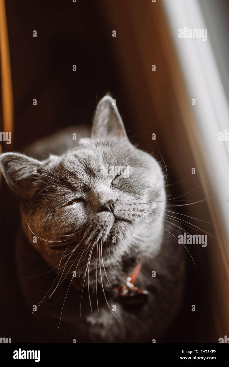 Vertical closeup shot of a purring gray cat Stock Photo - Alamy