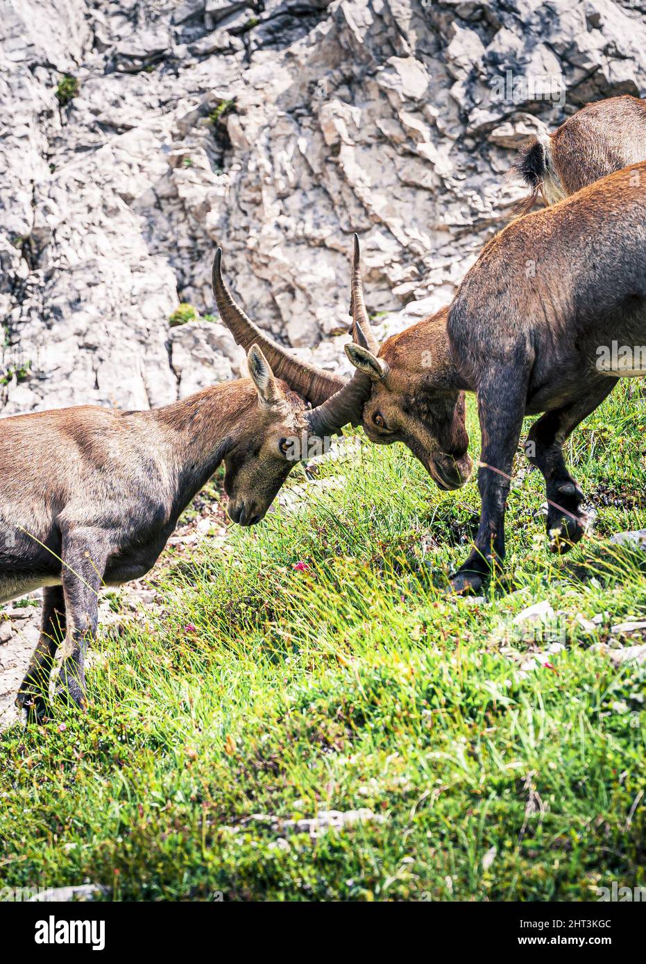 Vertical shot of fighting capricorns Stock Photo - Alamy