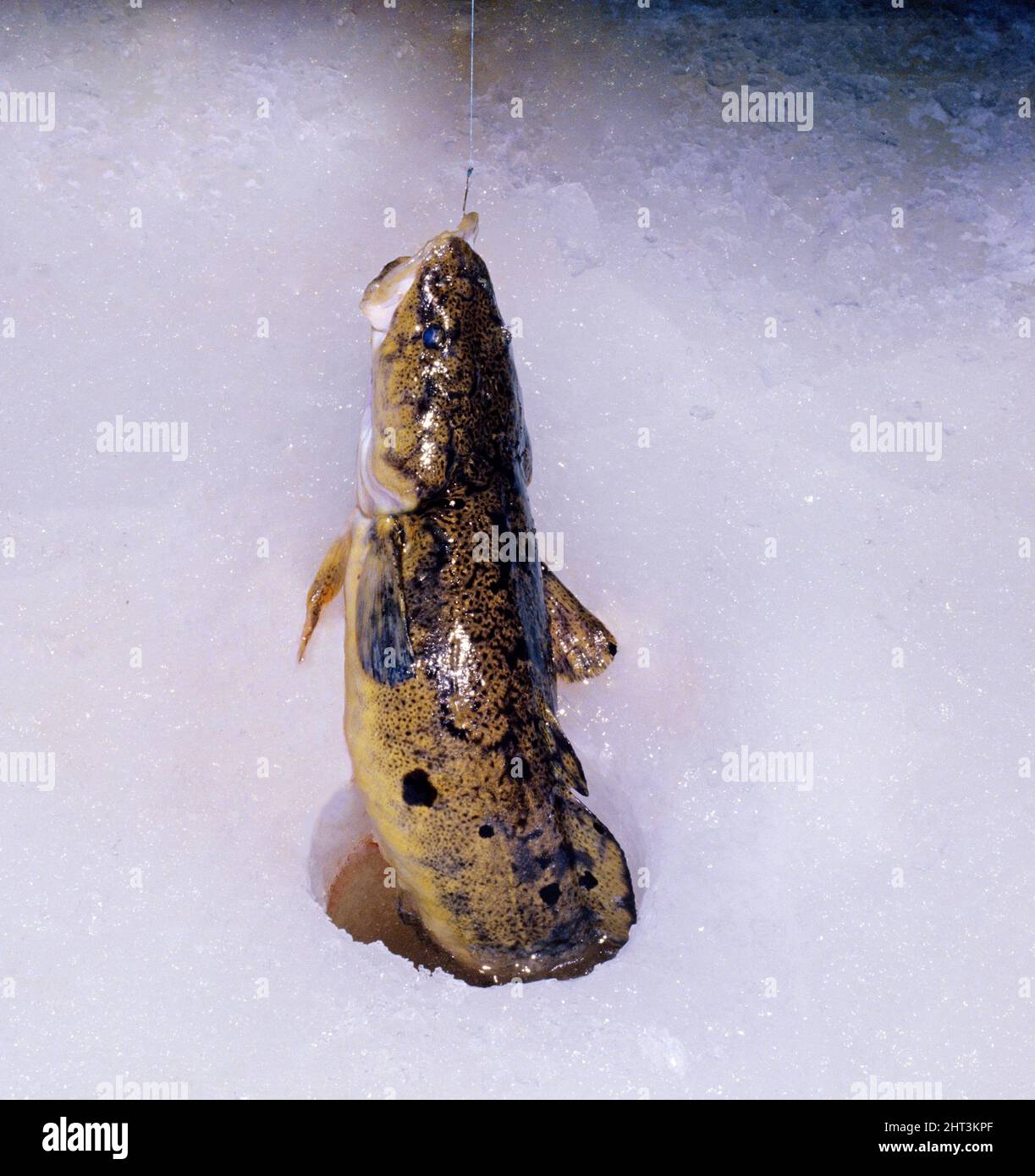 Lota lota hi-res stock photography and images - Alamy